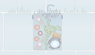 METEOR | Reduce transfer steps and improve sample yield with integrated cryo-CLEM